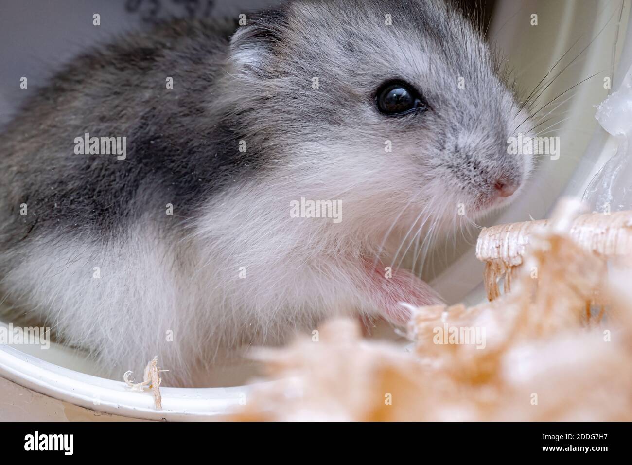 Campbell's dwarf hamster of the species Phodopus campbelli Stock Photo ...