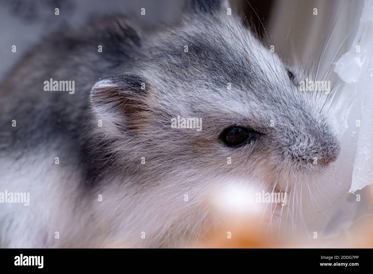 Campbell's dwarf hamster of the species Phodopus campbelli Stock Photo ...