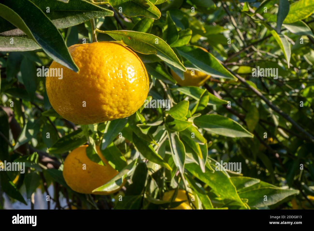 Focus on a single mandarin fruit hanging on a tree. Many other fruits ...