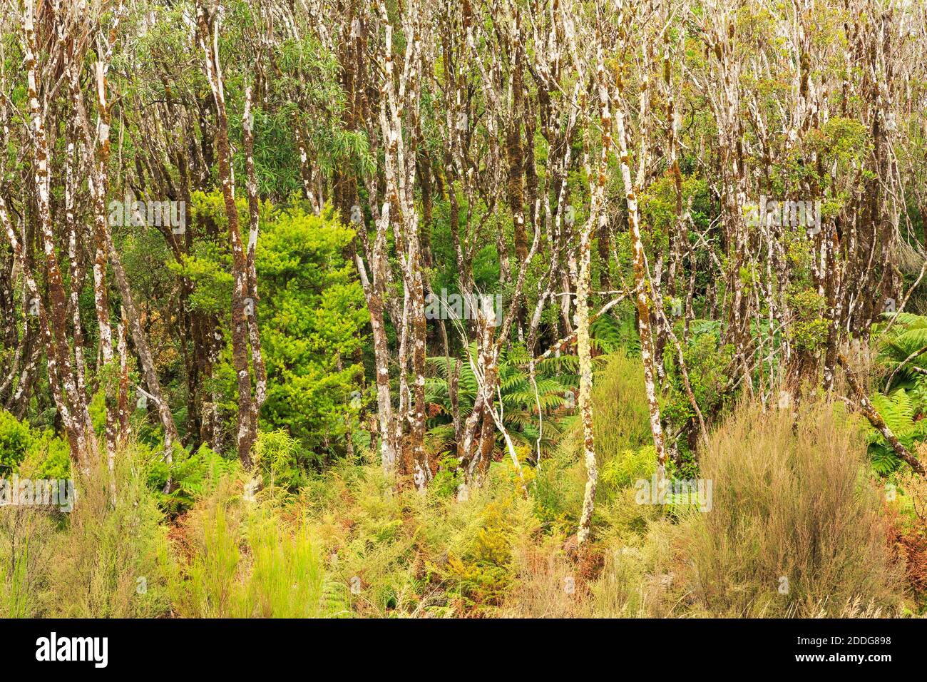 Nz native plants hi-res stock photography and images - Alamy