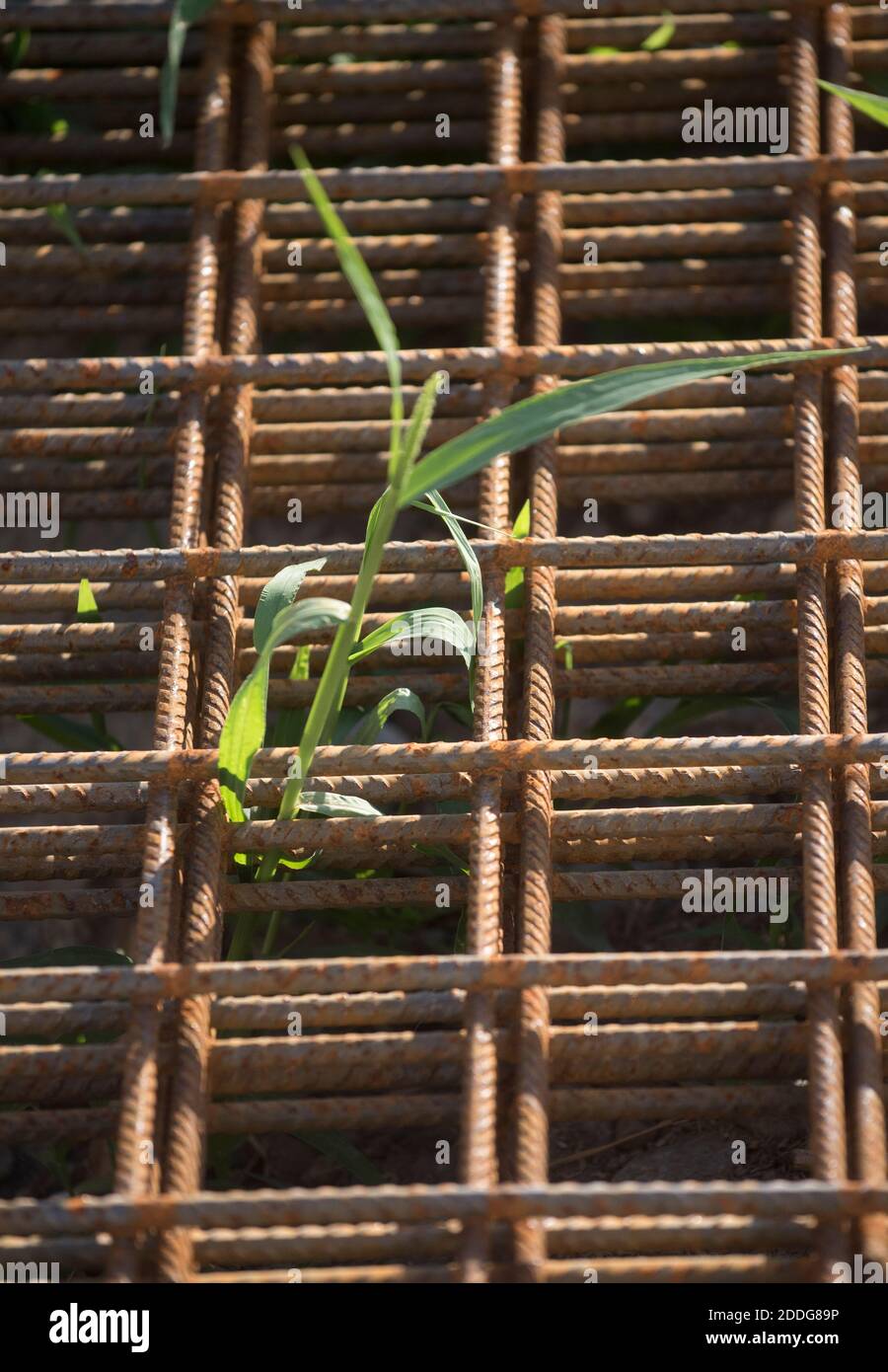 plant growth as a sign of vitality, life and energy Stock Photo - Alamy