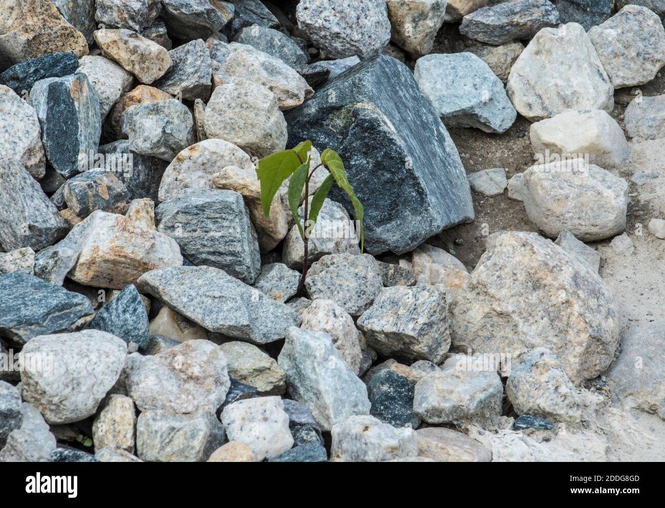 plant growth as a sign of vitality, life and energy Stock Photo - Alamy