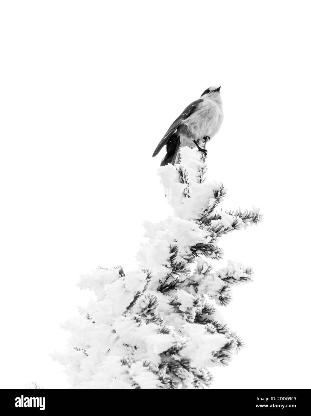 Bird in spruce tree Black and White Stock Photos & Images - Alamy