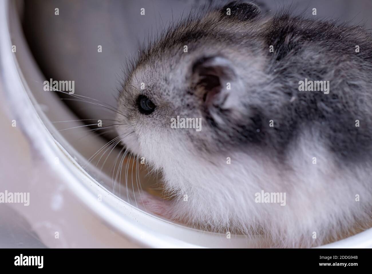 Campbell's dwarf hamster of the species Phodopus campbelli Stock Photo ...