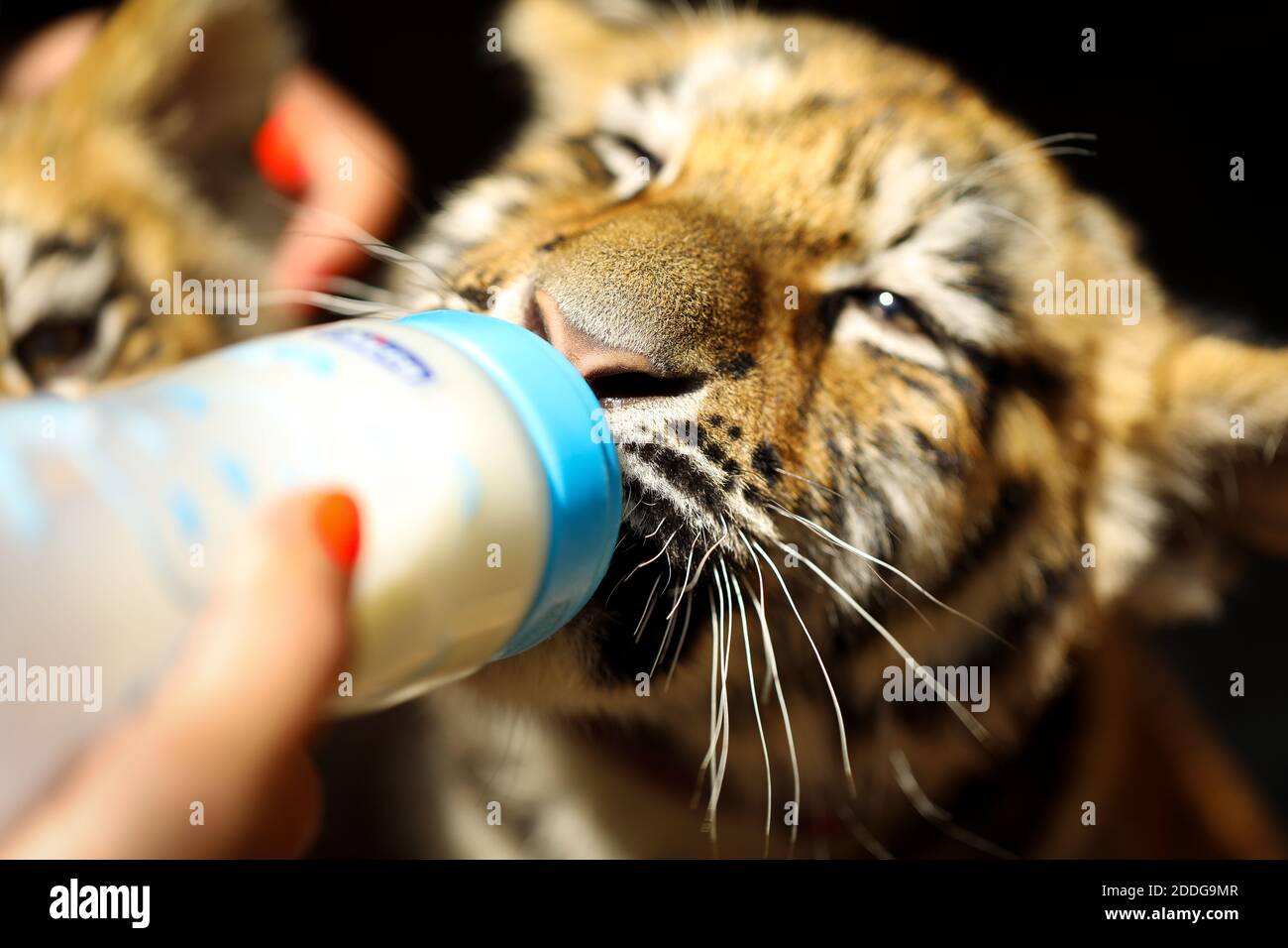 Feeding a baby tiger with plastic bottle at the zoo Stock Photo - Alamy