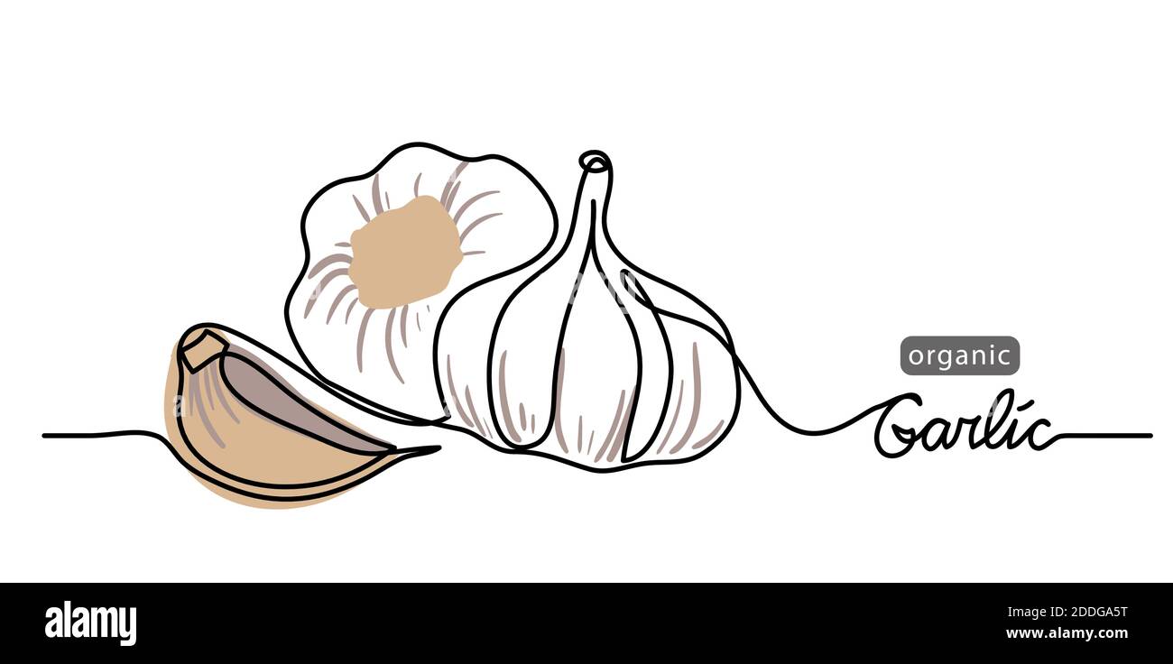 Garlic Line Drawing