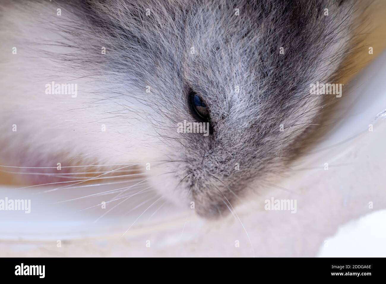 Campbell's dwarf hamster of the species Phodopus campbelli Stock Photo ...