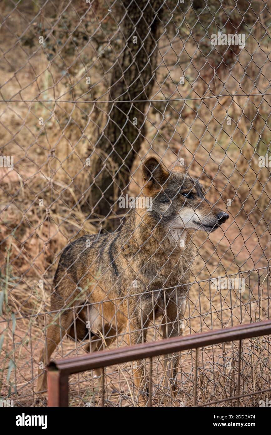 Wolf link fence hi-res stock photography and images - Alamy