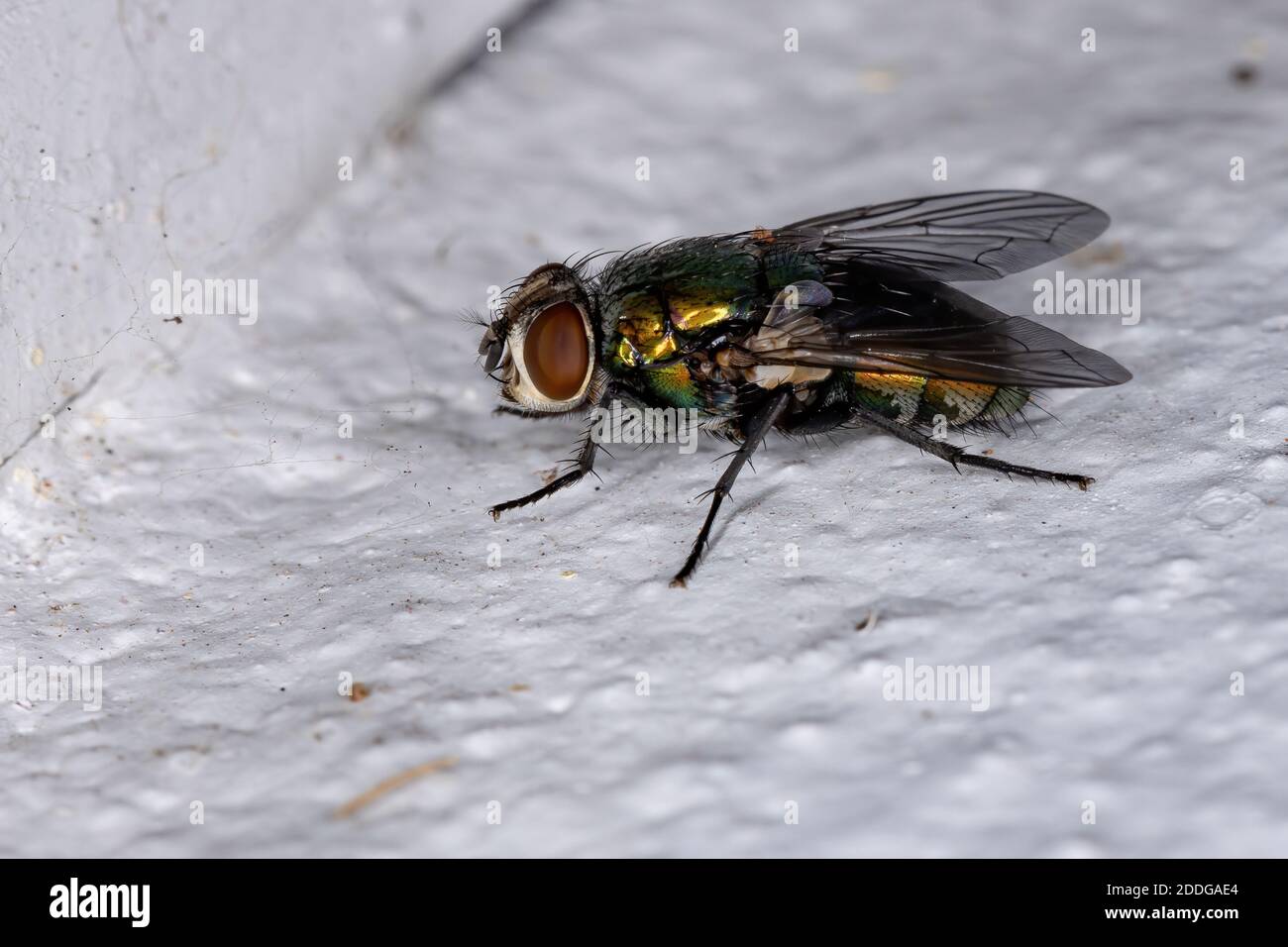Australian Sheep Blow Fly of the species Lucilia cuprina Stock Photo ...