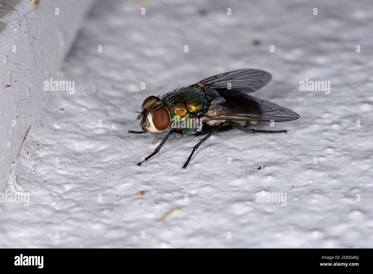 Australian Sheep Blow Fly of the species Lucilia cuprina Stock Photo ...