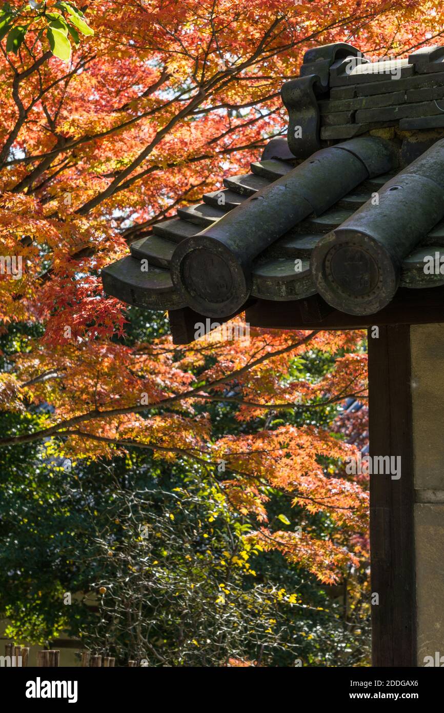 Autumn leaves in Nara, Japan behind a pan tile Japanese roof Stock ...