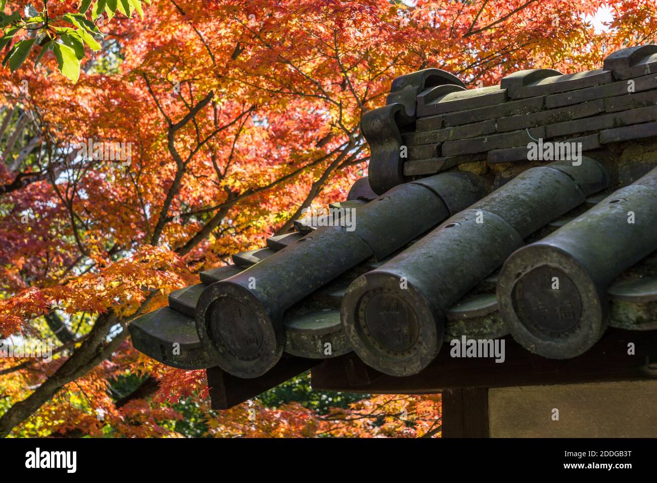 Autumn leaves in Nara, Japan behind a pan tile Japanese roof Stock ...