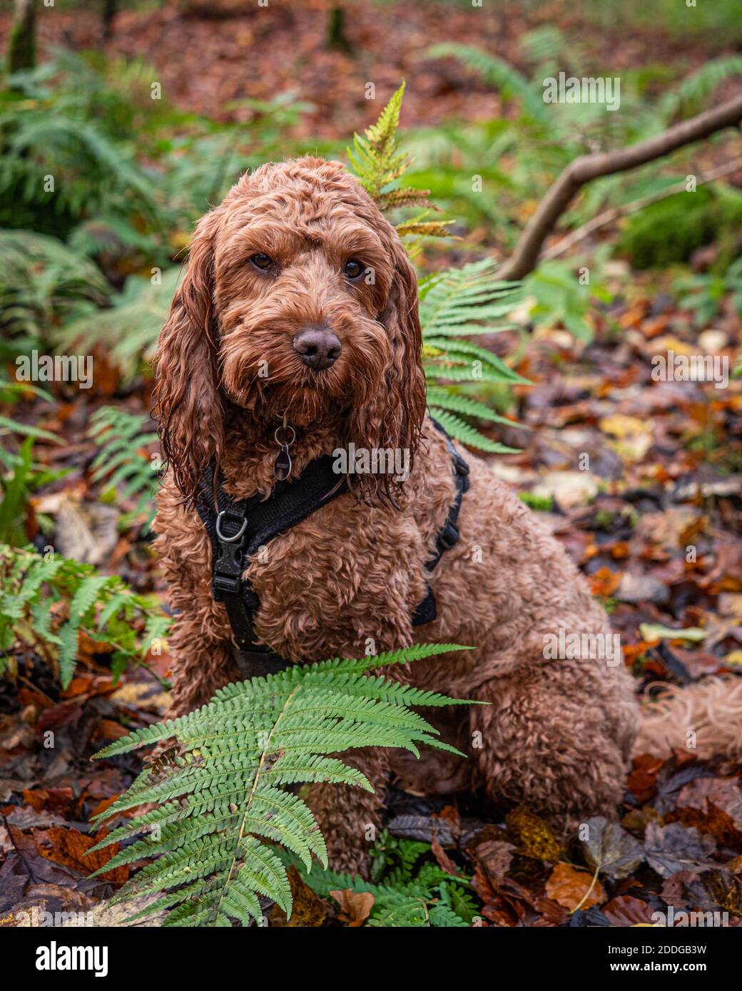 Muddy face boy hi-res stock photography and images - Alamy