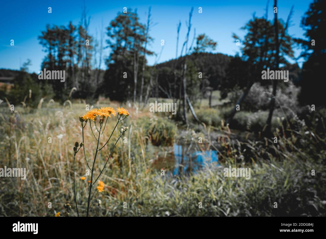 sad autumn in the woods Stock Photo - Alamy