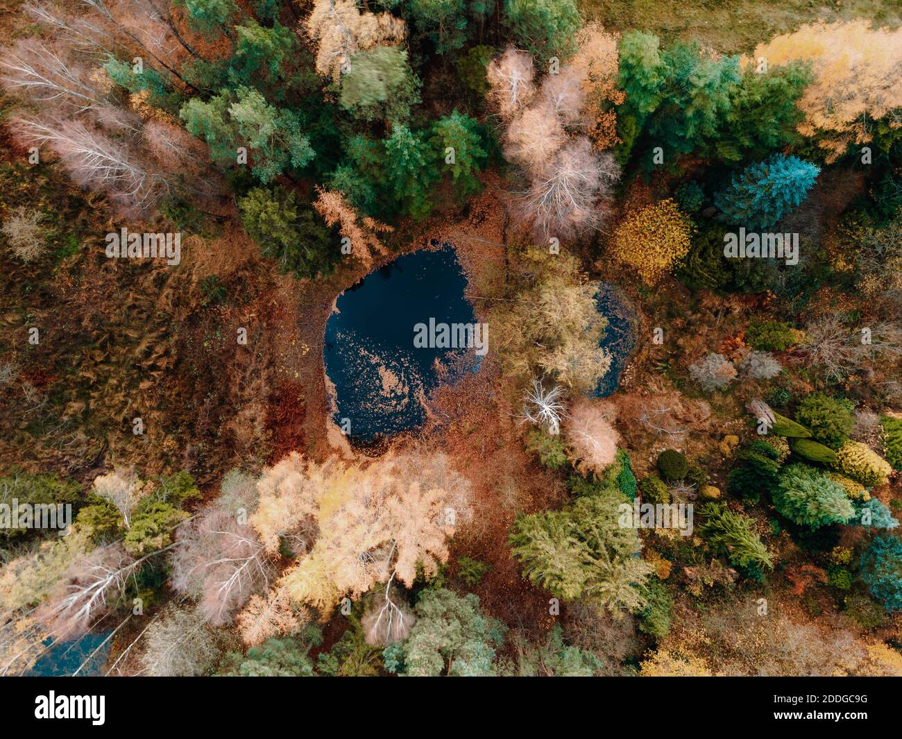 forest road view from the drone Stock Photo - Alamy