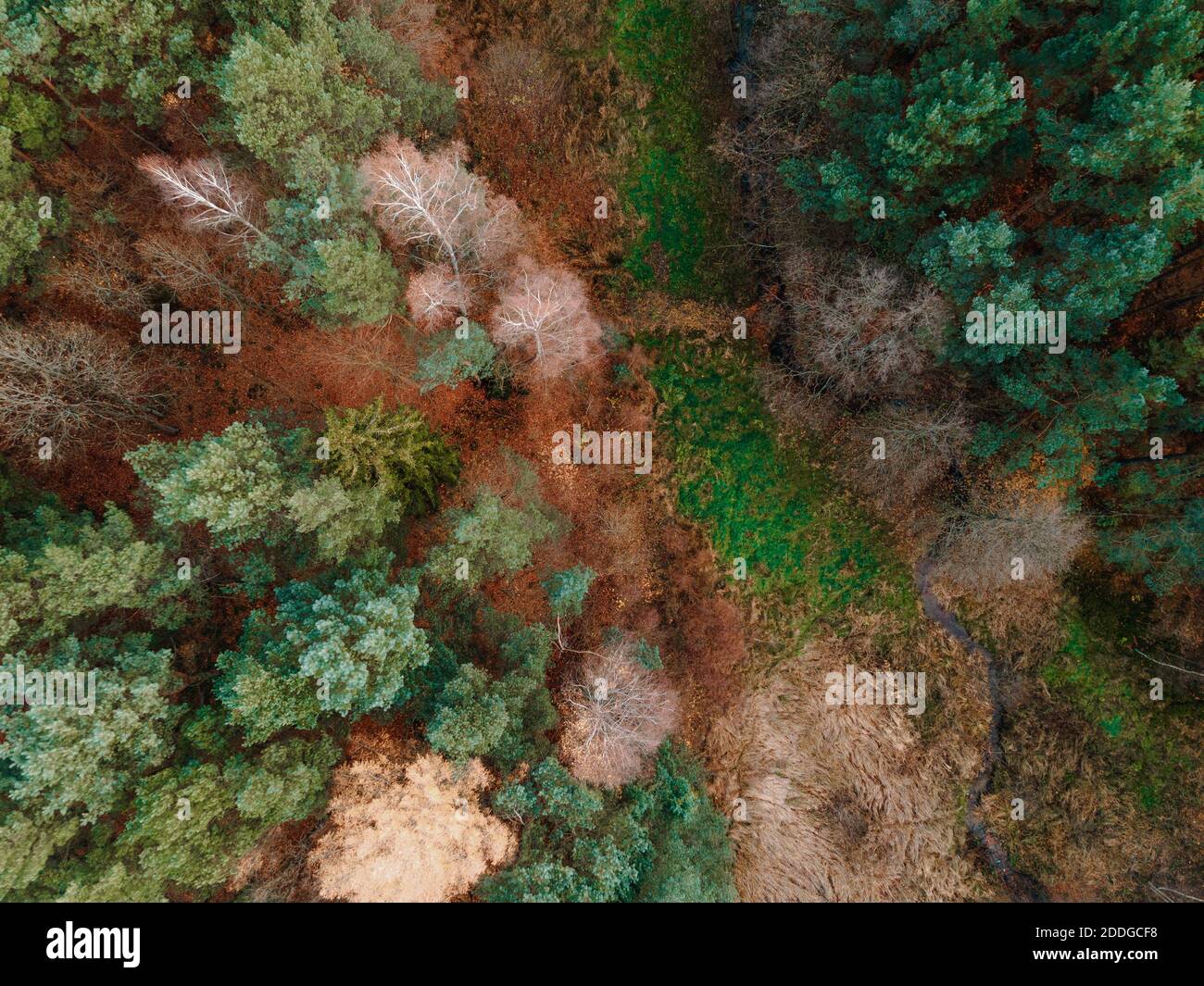 forest road view from the drone Stock Photo - Alamy