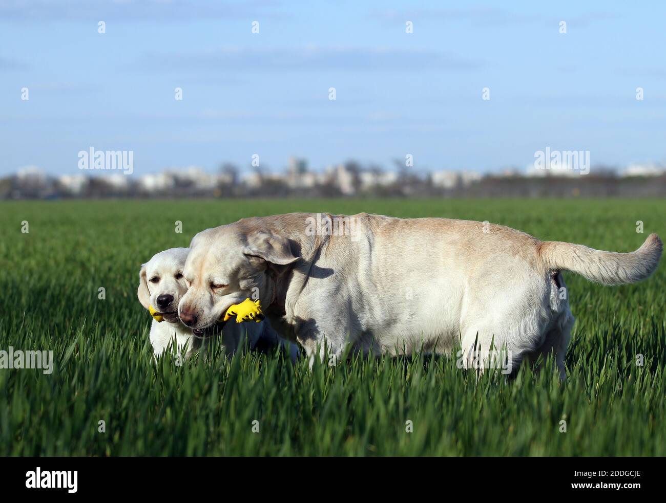 two lovely nice sweet yellow labradors playing in the park Stock Photo ...
