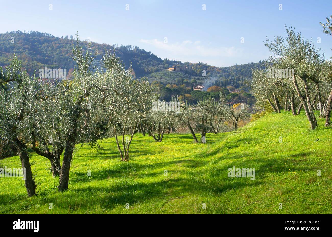 Olive grove terrace italy hi-res stock photography and images - Alamy