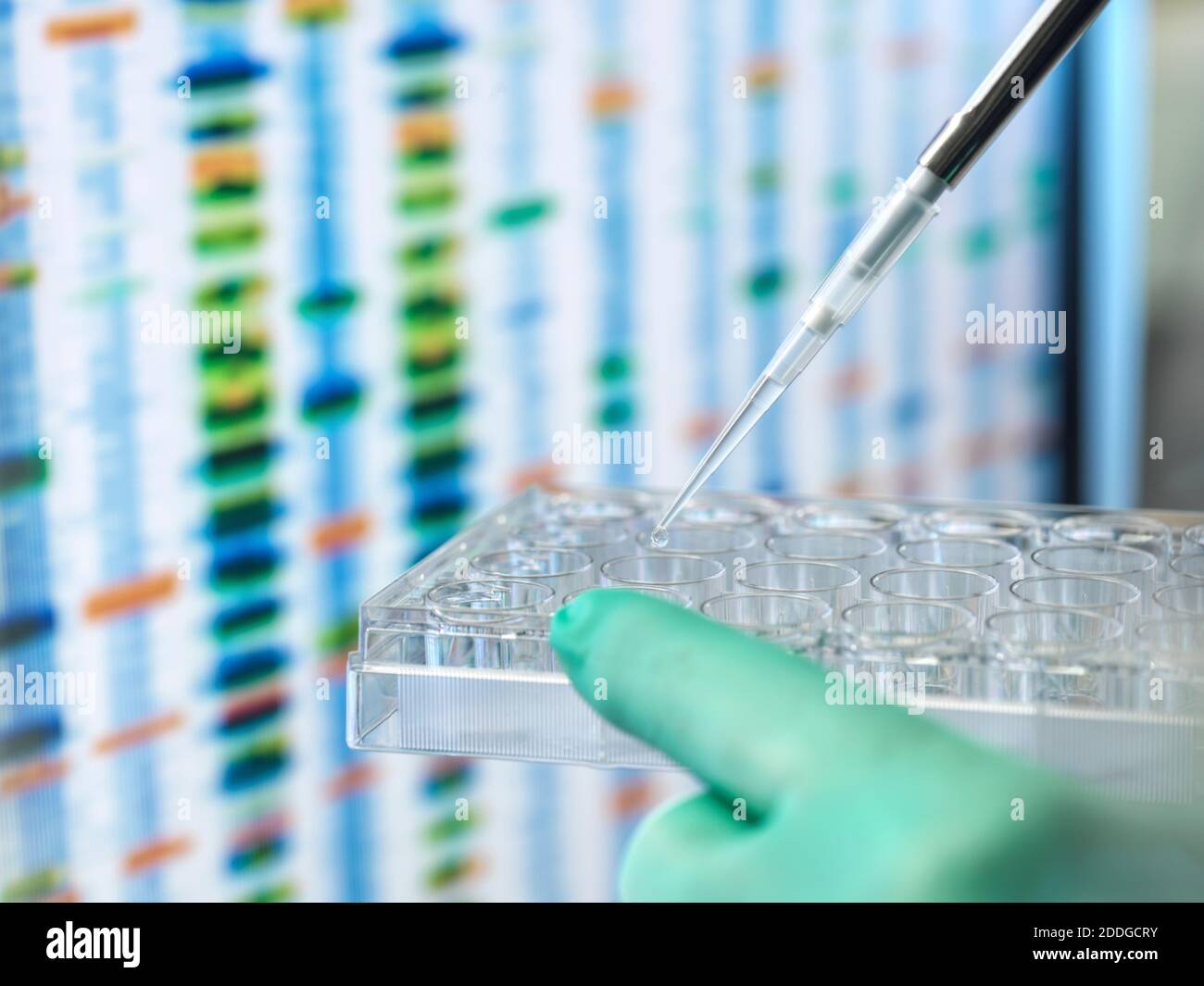 DNA Sciences, Scientist pipetting a sample into a multi well plate ...