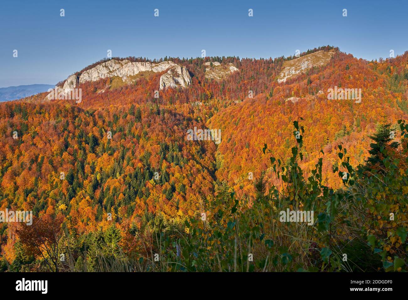 Mountains covered in vibrant, colorful forests in the mid autumn Stock ...