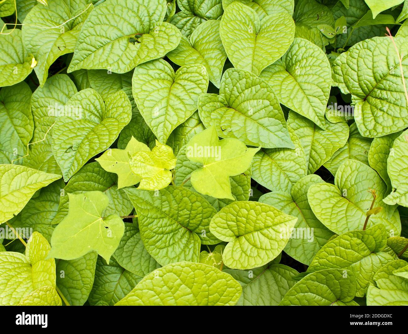 Leaves of weed as background or texture Stock Photo - Alamy