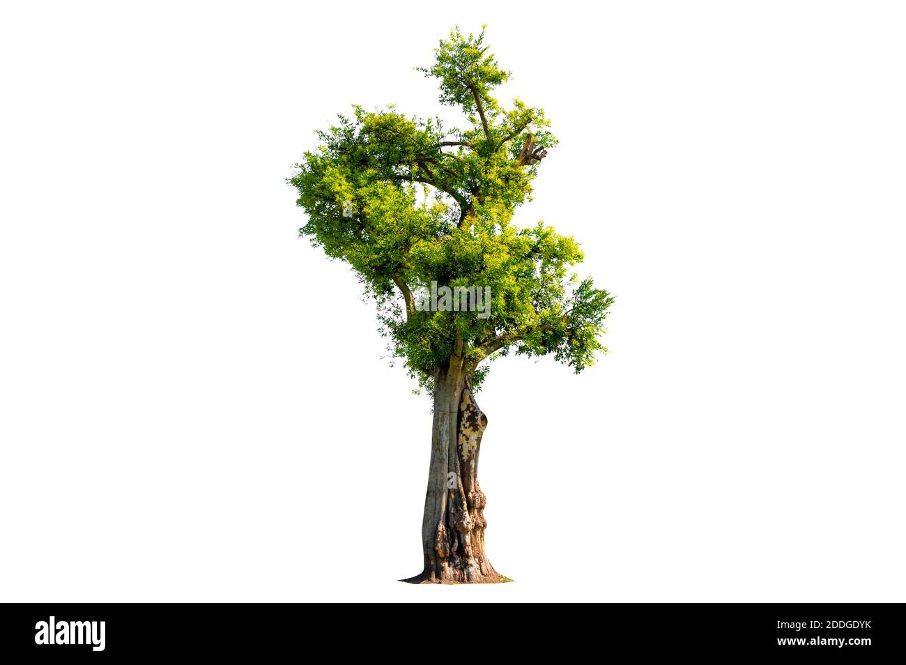 Tree Shrub Garden Decoration White Background Stock Photo - Alamy