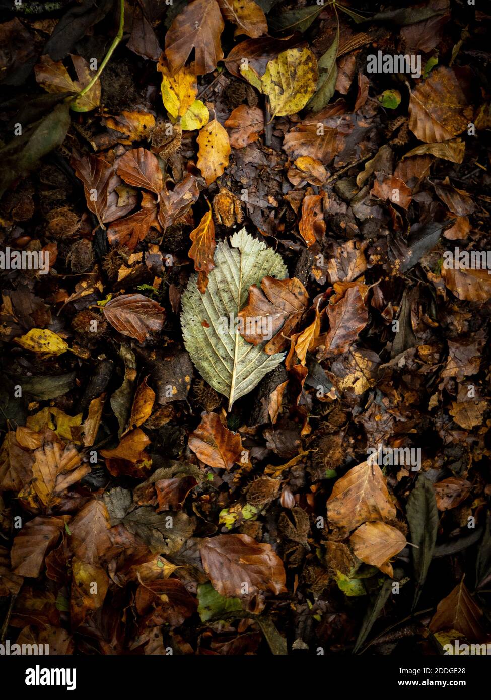 Leuga hi-res stock photography and images - Alamy