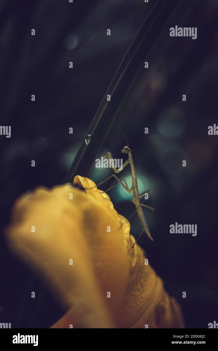 Mantids insect hi-res stock photography and images - Alamy