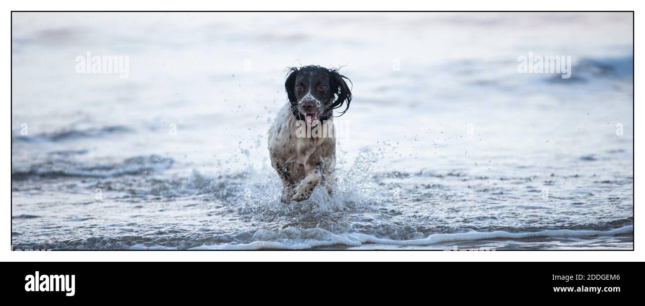 English Springer spaniel in the sea Stock Photo - Alamy