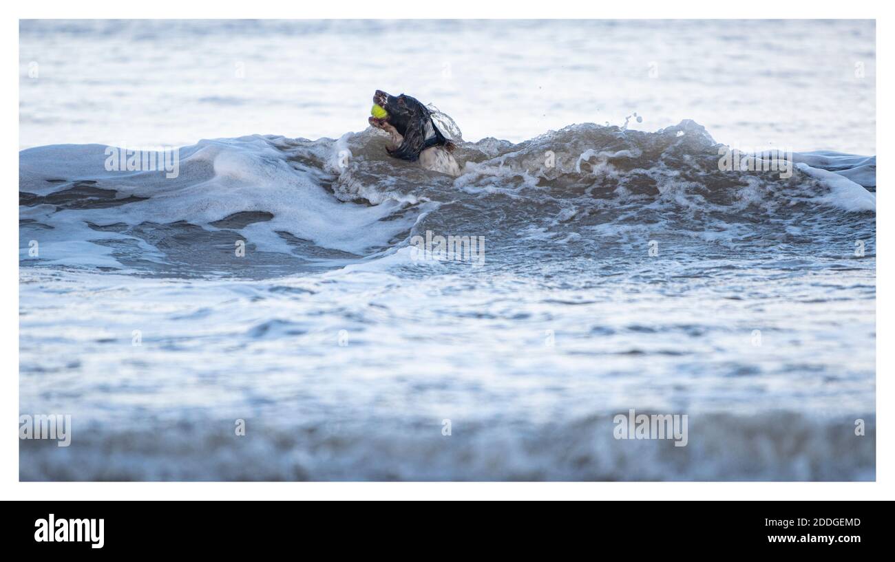 English Springer spaniel in the sea Stock Photo - Alamy