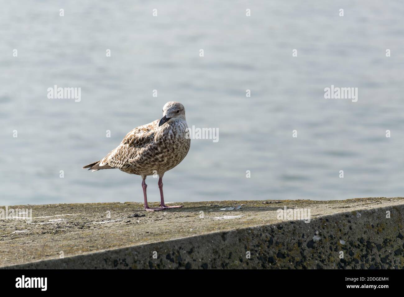 Herring Gull First Winter Plumage High Resolution Stock Photography and ...