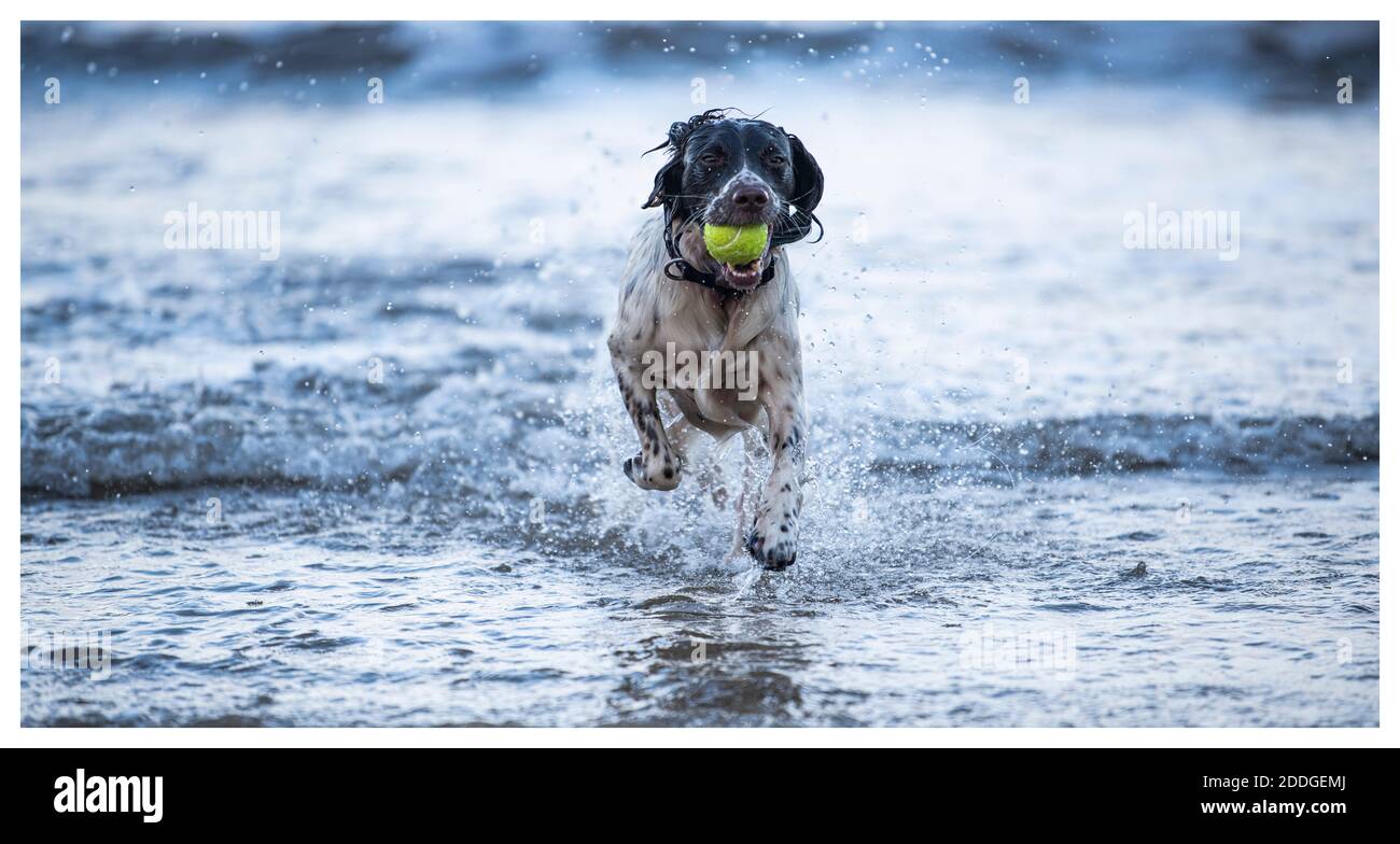 English Springer spaniel in the sea Stock Photo - Alamy