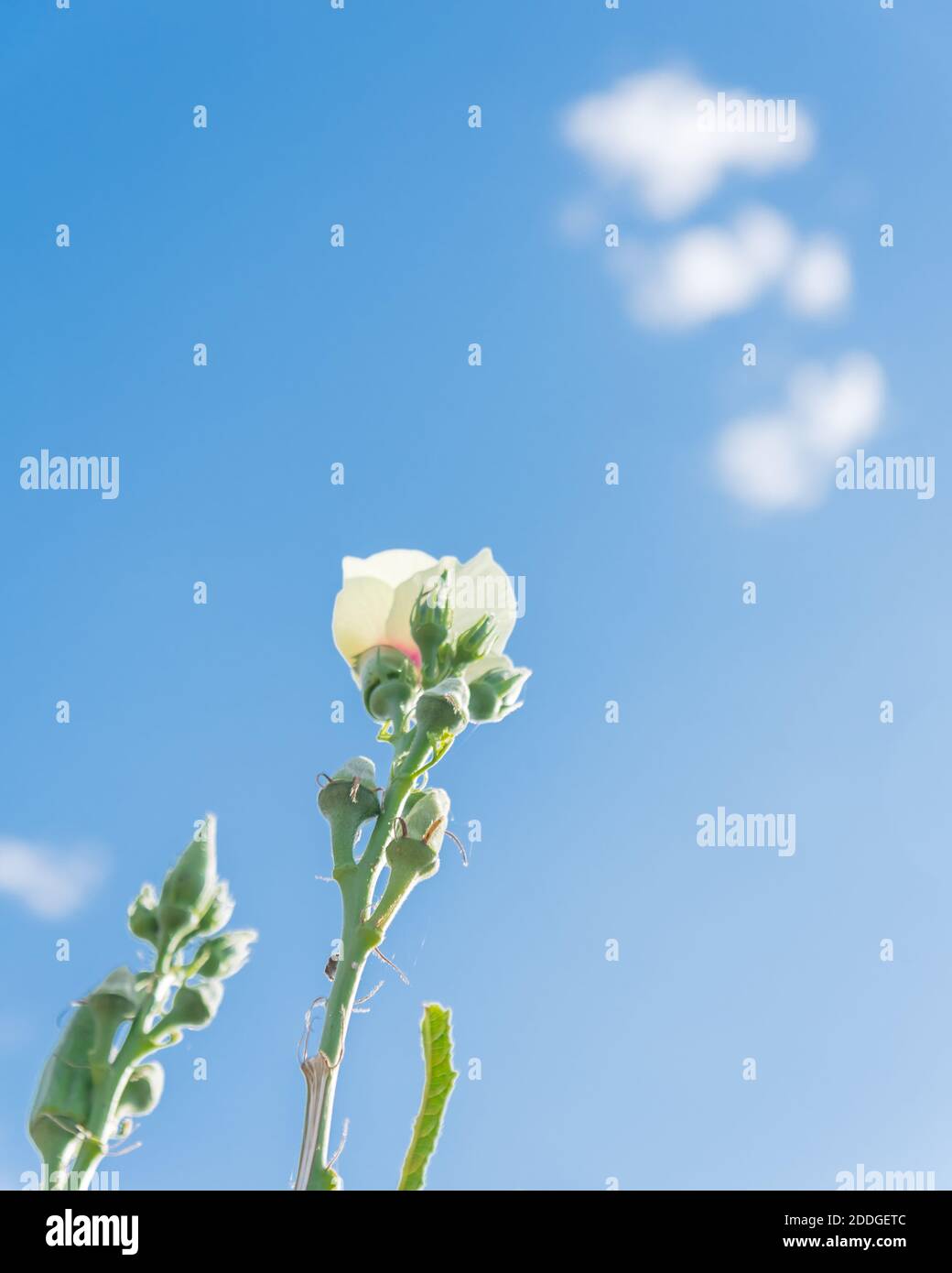 Okra pods and blooming yellow flower against cloud blue sky at late ...