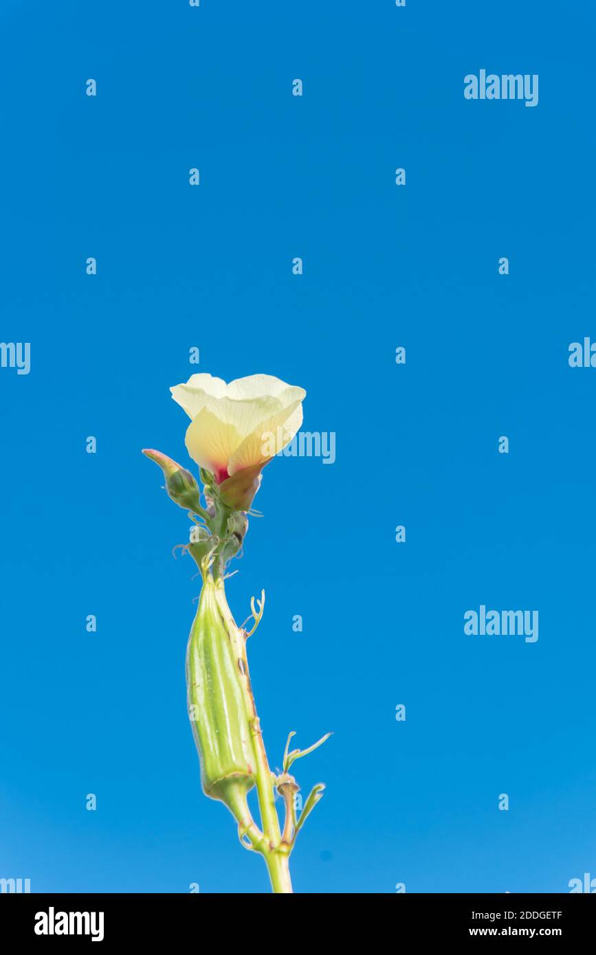 Okra plant leaves clear sky hi-res stock photography and images - Alamy