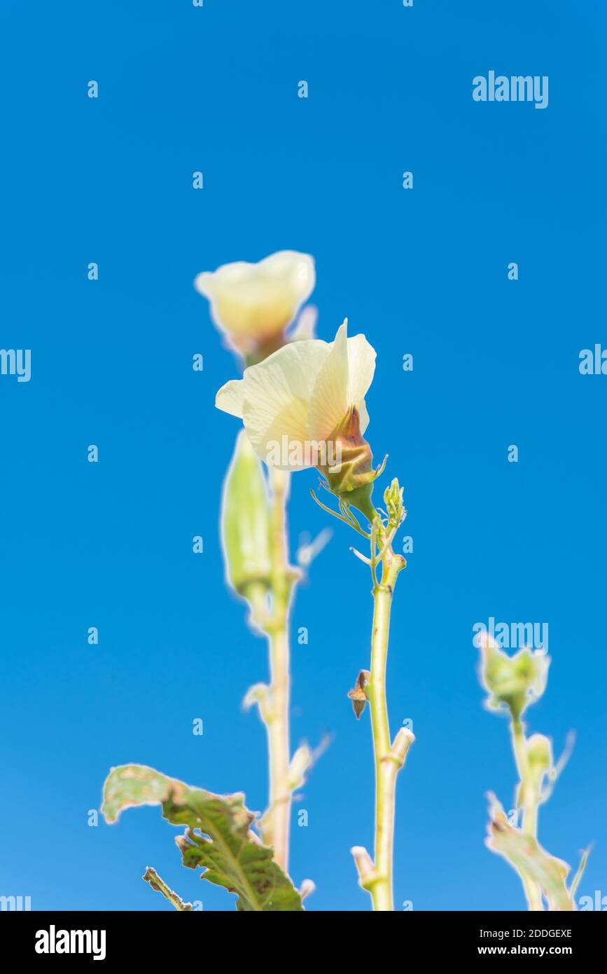 Okra plant leaves clear sky hi-res stock photography and images - Alamy