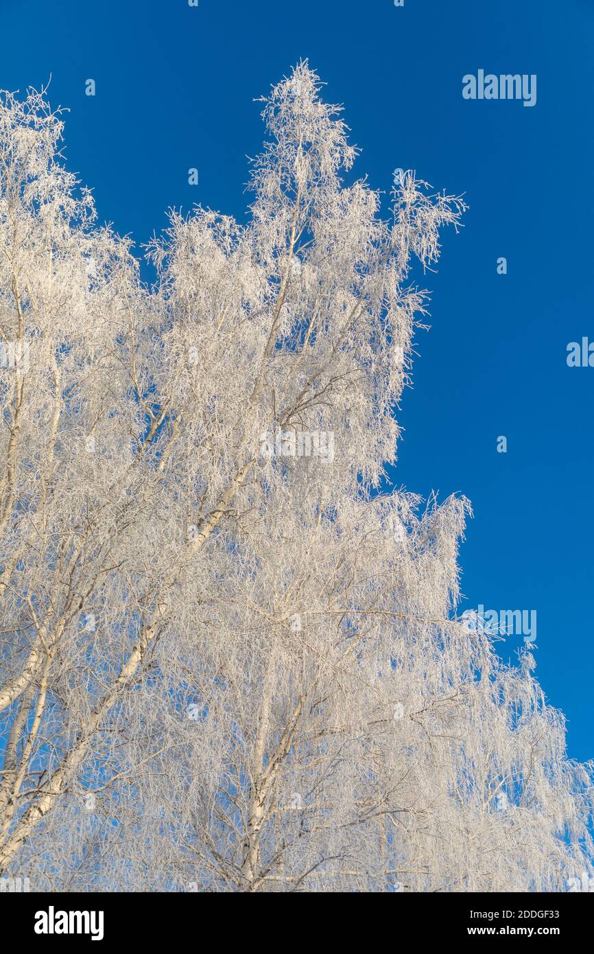 Siberia birch trees hi-res stock photography and images - Alamy