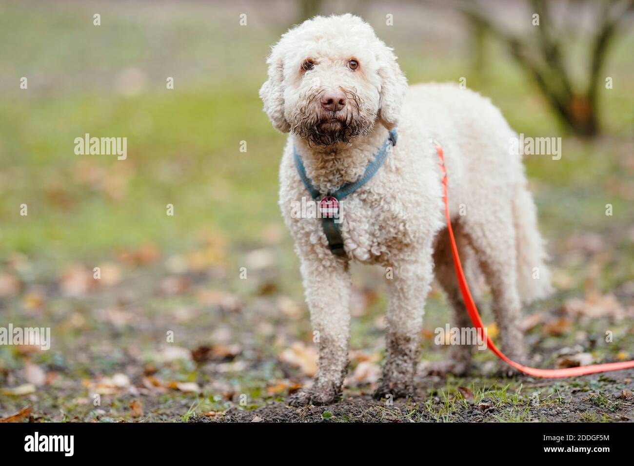 Italian Water Dog