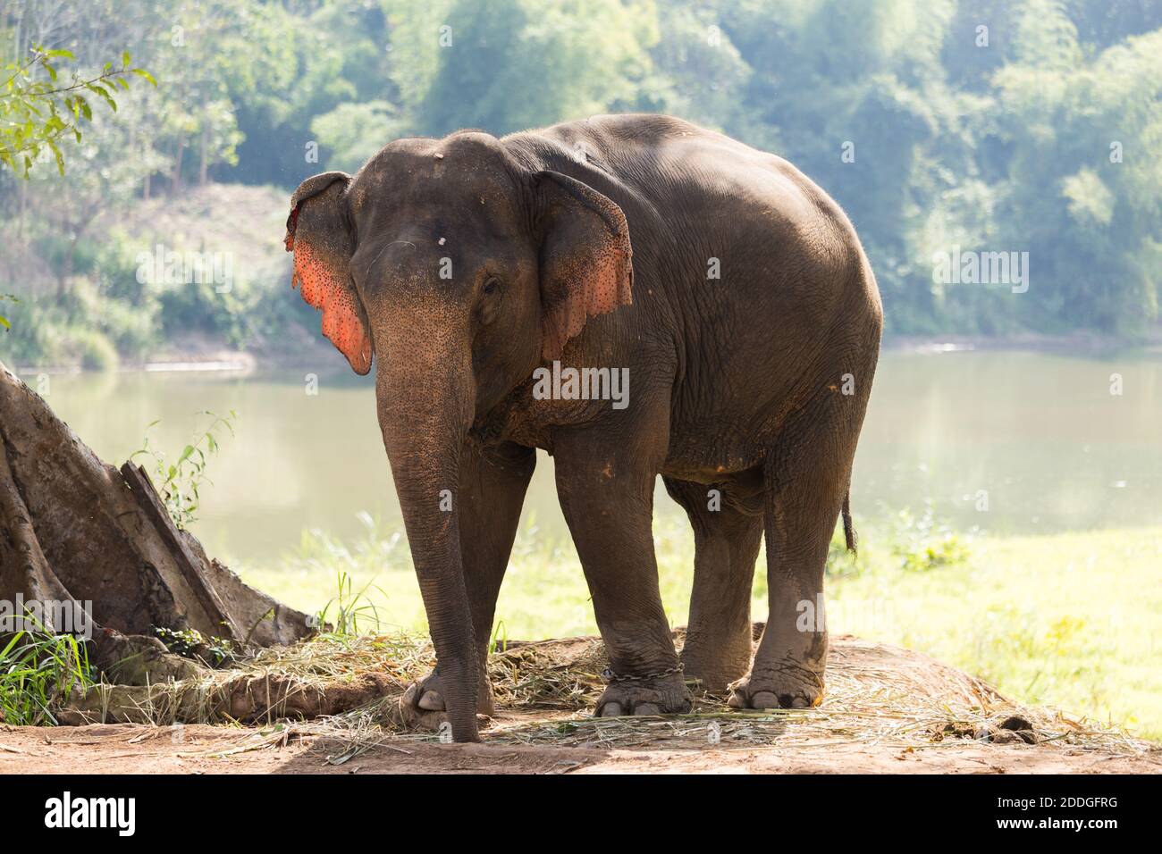 Elephant standing under tree backlit by river in Laos elephant ...