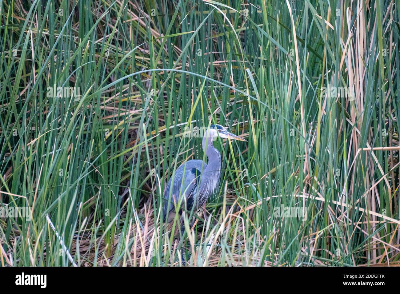 A gray stork in high grass Stock Photo - Alamy