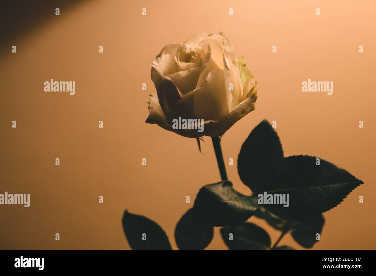 Rose leaves room hi-res stock photography and images - Alamy