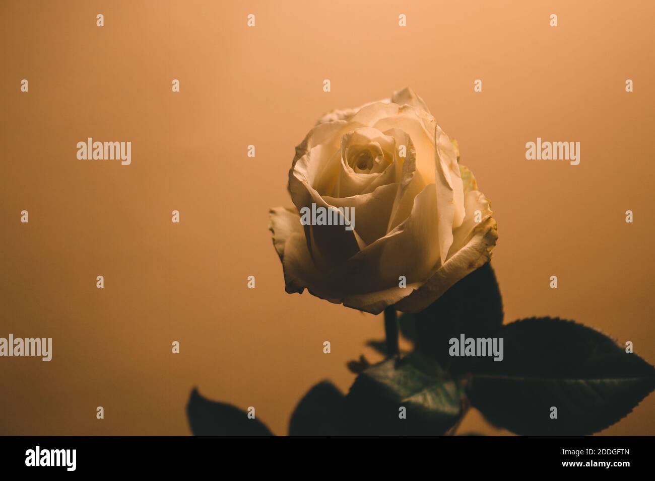 White Rose under the light of lamp in the room Stock Photo - Alamy