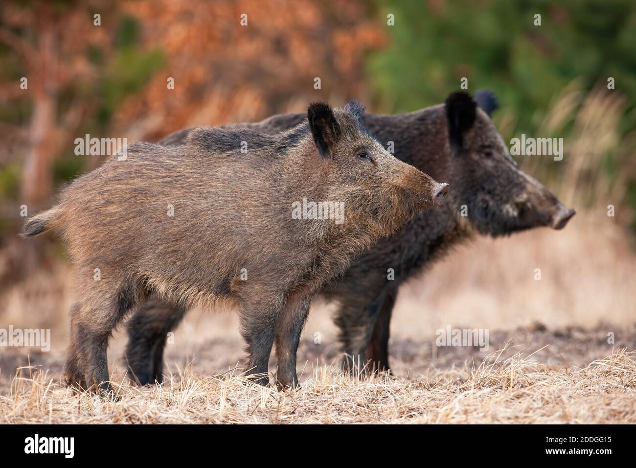 Two alert wild boars standing on field in autumn nature Stock Photo - Alamy
