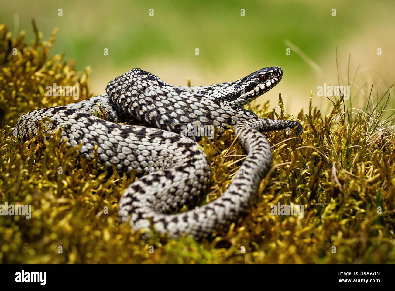 Dangerous common viper basking twisted on green moss in summer nature ...