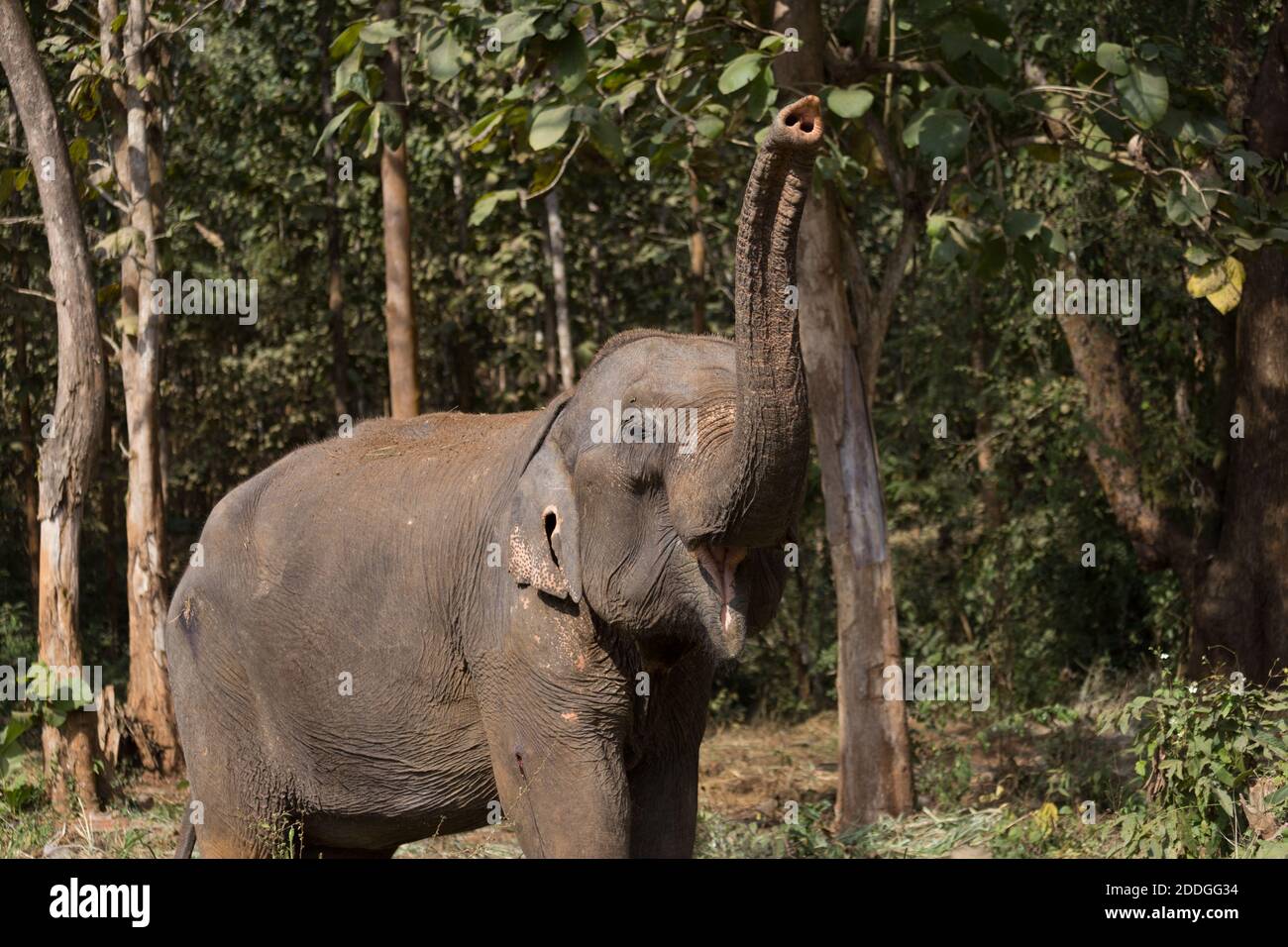 Elephant standing under tree in Laos elephant sanctuary Stock Photo - Alamy