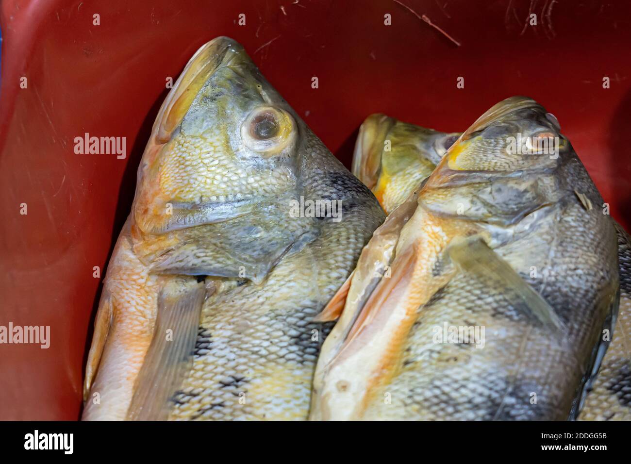 Fresh fish for sale in a Peruvian market Stock Photo - Alamy