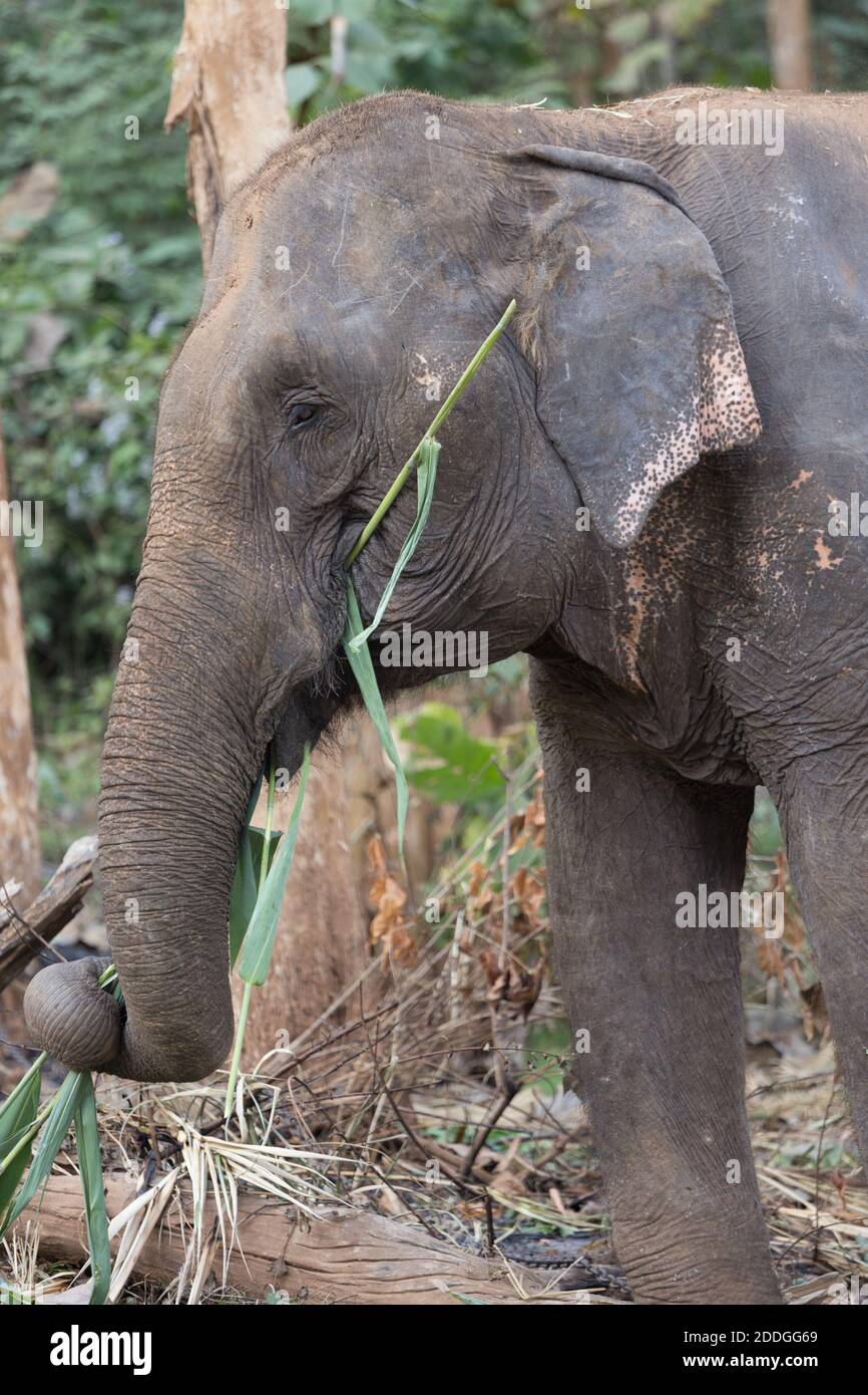 Elephant standing under tree in Laos elephant sanctuary Stock Photo - Alamy