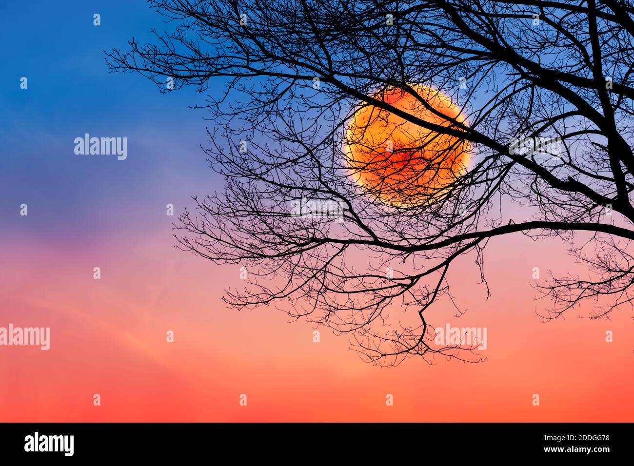 Red sun behind the silhouette of a tree Stock Photo - Alamy
