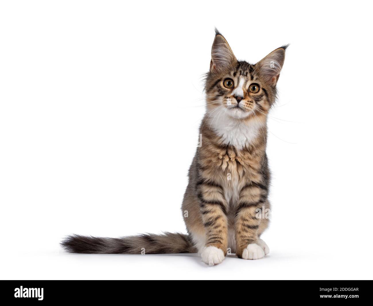 Brown Maine Coon Cat