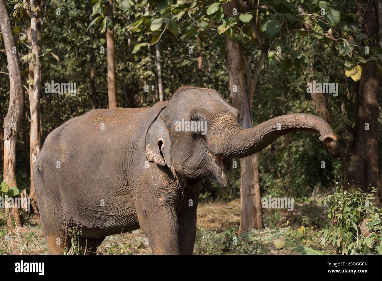 Elephant standing under tree in Laos elephant sanctuary Stock Photo - Alamy