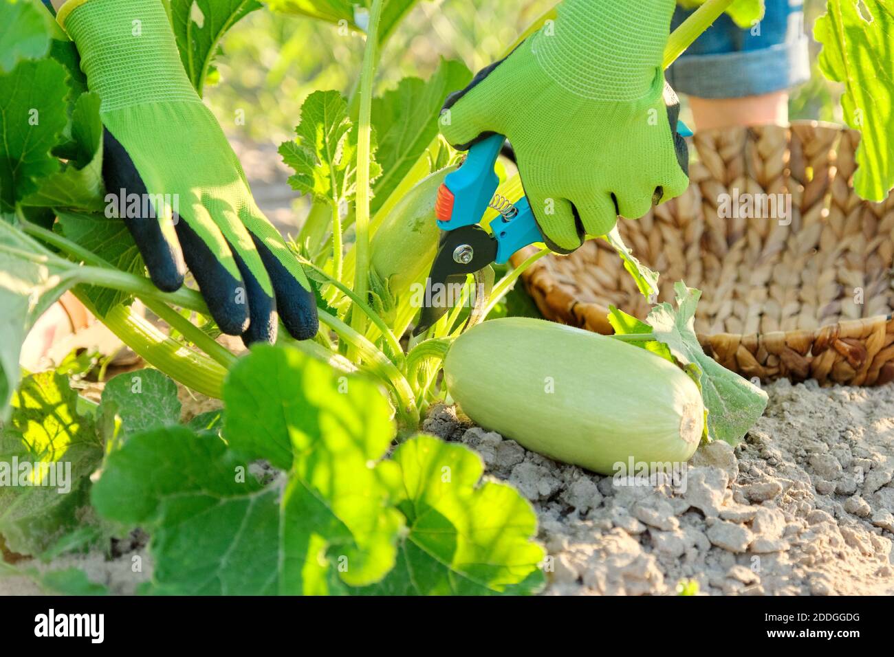 Zucchini harvest in field, farmer's hands with pruner Stock Photo - Alamy